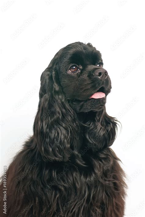 American Cocker Spaniel Black And White