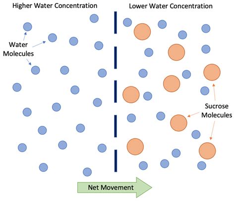 Osmosis Cell Diagram