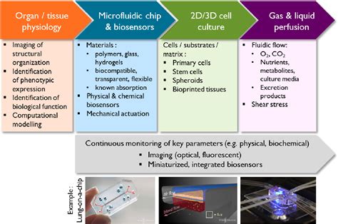 Figure 1 From Organ On Chip In Development Towards A Roadmap For