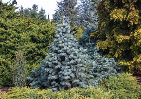 What Is A White Fir Tree At Jennifer Buffum Blog