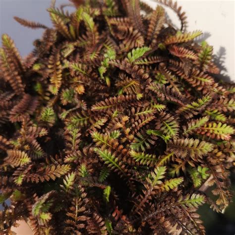 Trædebregne Platts Black Leptinella Squalida Platts Black Cotula