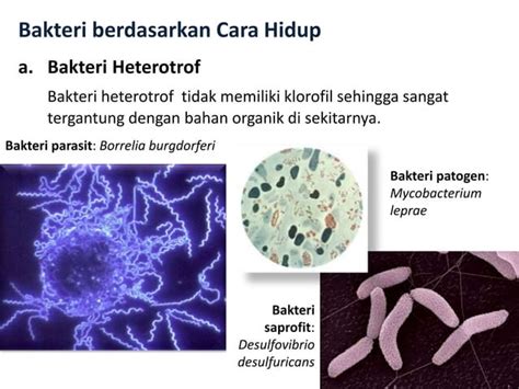 Bab 3 Archaebacteria Dan Eubacteria Pptx Free Download