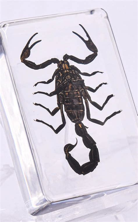 Scorpions In Resin Curiosity Black Or Golden