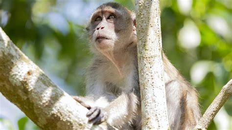 9 Spesies Monyet Paling Langka Dan Unik Ada Yang Berwajah Putih