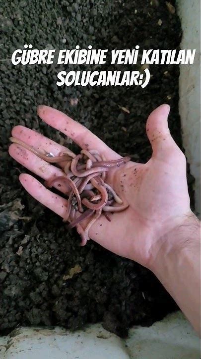 Solucanlar Gübre Yapıyor Diy Solucangübresi Fertilizer Worms Gübre Vermicompost Compost