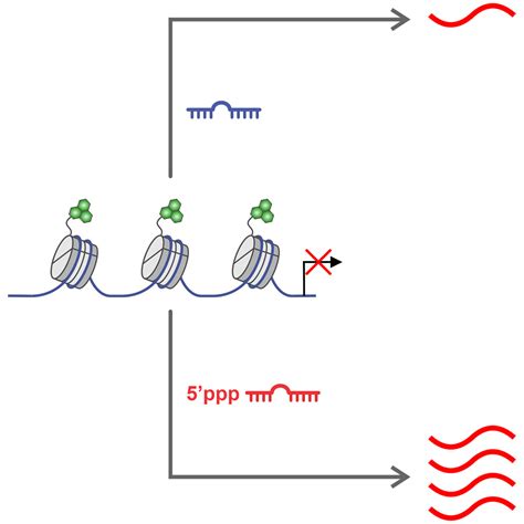 Modifying Mirs For Effective Reprogramming Of Fibroblasts To Cardiomyocytes Molecular Therapy