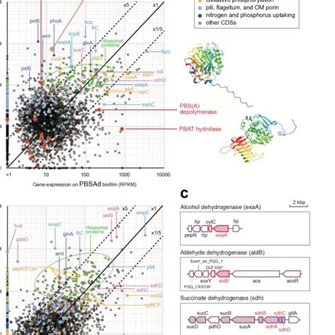 Scatter Plots Of In Situ Gene Expression For Two Dominant Download