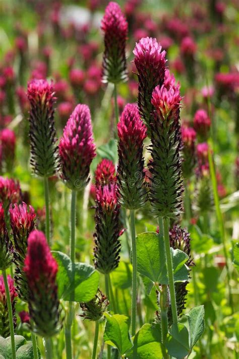 Colorful Wide Angle Landscape Shot On Field Of Blossoming Red Crimson Or Italian Clover Clover