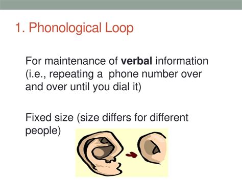 Short Term And Working Memory Ppt Download