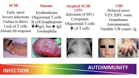 Lecture 9 Immunodeficiency Diseases Flashcards Quizlet