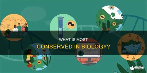 What Is Most Conserved In Biology Medshun