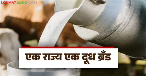 Dudh Dar राज्यात दुधाला समान दर देण्यासाठी लवकरच सकारात्मक निर्णय Dudh Dar Positive