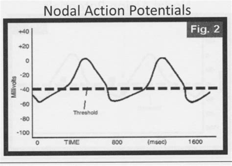 Nodal Action Potentials Diagram Quizlet