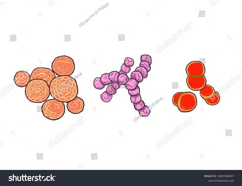Gram Negative Spirilla