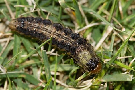Corn Earworm Agpest