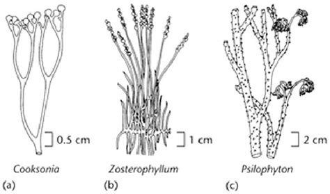 Reconstructions Of Early Land Plants A Cooksonia From The Late