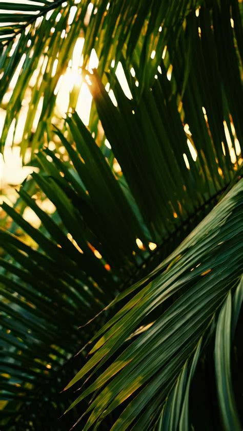 Close Up Low Angle Shot Of Sunlit Palm Leaves Creating A Tropical