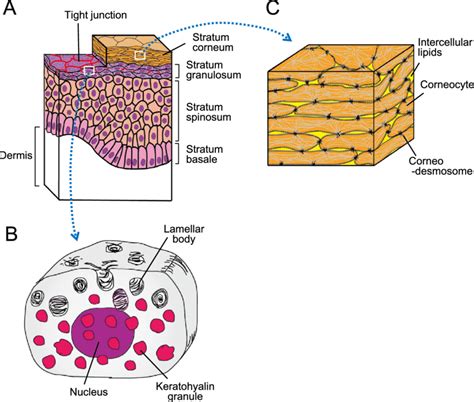 A The Structure Of The Epidermis The Red Line Represents Tight