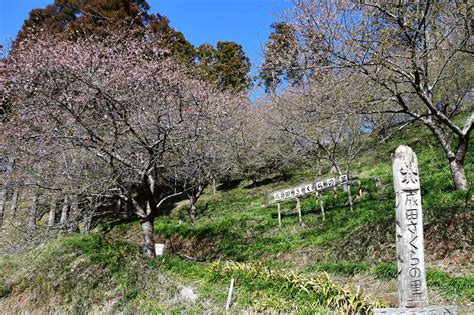 成田市観光協会 2021年3月3日（水）撮影、「成田さくらの里」の桜です🌸五分咲きでした！