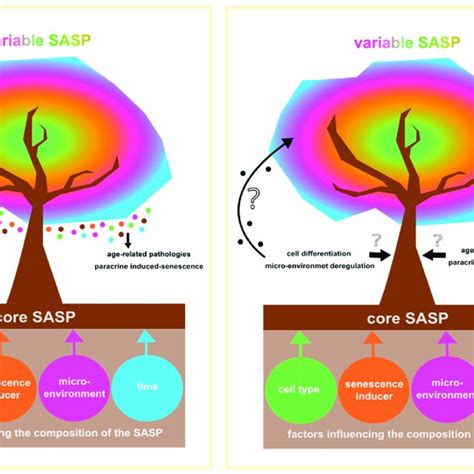 The Crosstalk Between The Senescent Cells And Their Microenvironment