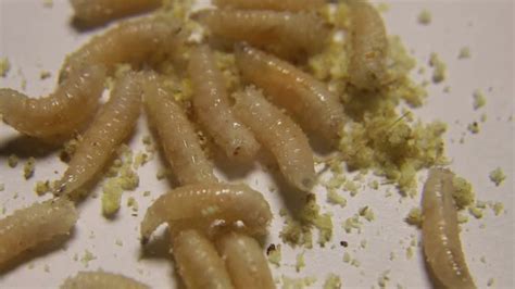 100 Fly Larvae Cartoon Stock Videos And Royalty Free Footage Istock