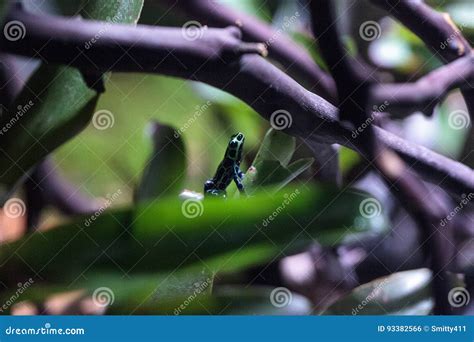Iridescent Variable Poison Dart Frog Ranitomeya Variabilis Royalty Free