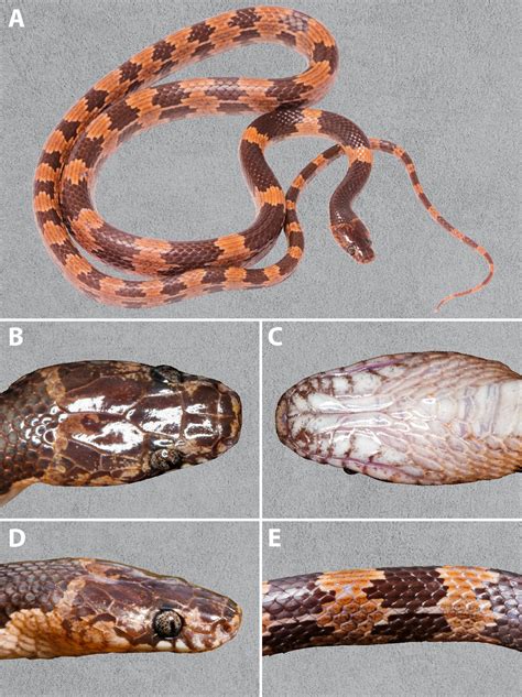 Species New To Science Herpetology • 2025 Lycodon Latifasciatus • A