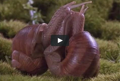 Microcosmos The Grass People On Vimeo