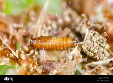 Western Spruce Budworm Moth Choristoneura Occidentalis Hi Res Stock