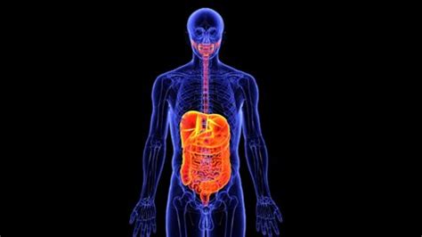 Human Digestive System Medical Animation3d Stock Footage Video 100