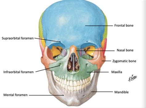 Anatomy Face Flashcards Quizlet