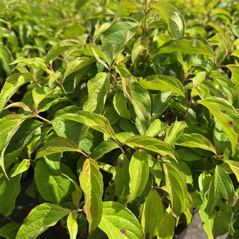Cornus Stolonifera Kelseyi Kelseys Dwarf Houtmeyers