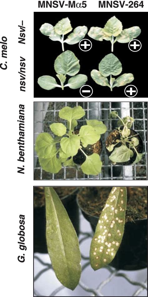 A Melon Necrotic Spot Virus Mnsv Strain Is Able To Overcome The