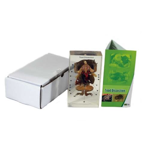 Toad Dissection Specimen Science First