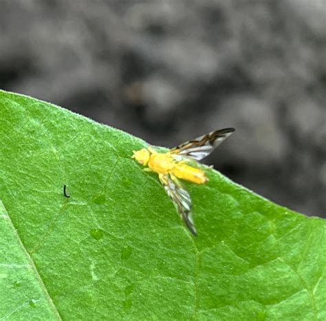 Fruit Fly Pest Control At Sebastian Bardon Blog