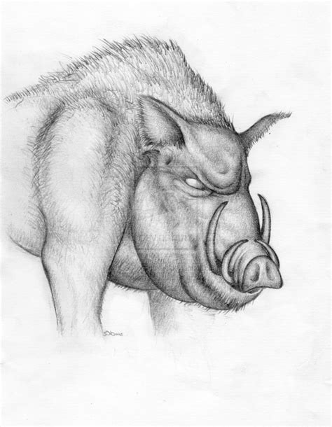 Wild Boar Sketch