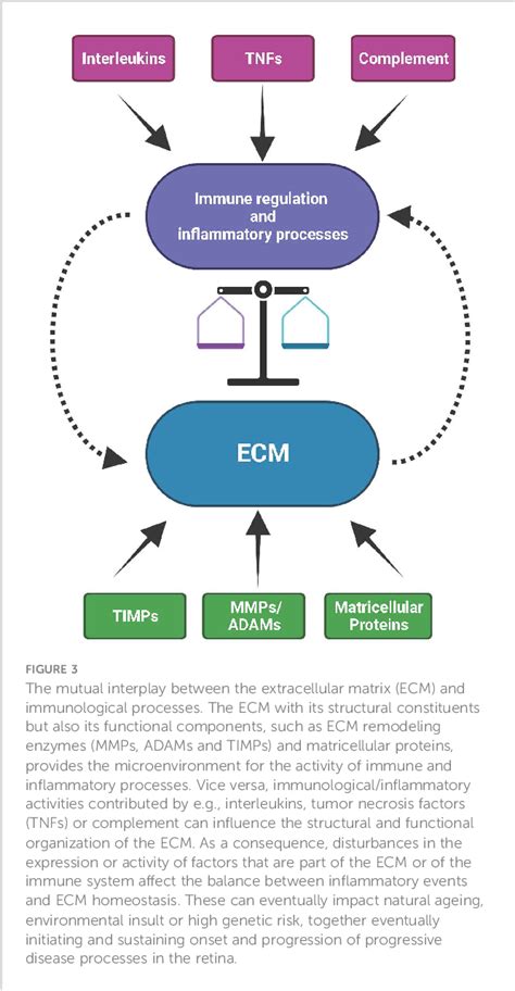Figure 3 From The Extracellular Microenvironment In Immune