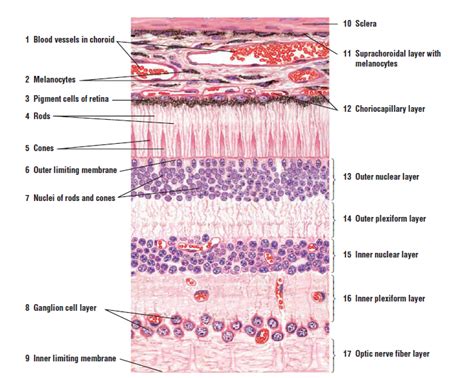 Histology Of Choroid Of Eye