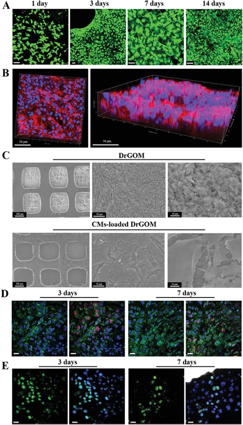 Pda‐coated Rgo Hydrophilicrgo Hydrophobic Microlattice Drgom