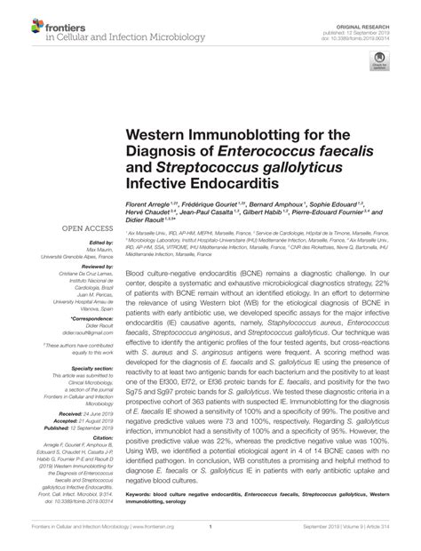 Pdf Western Immunoblotting For The Diagnosis Of Enterococcus Faecalis And Streptococcus