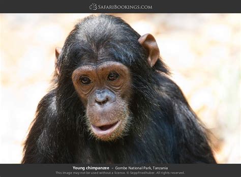 Gombe Photos Images And Pictures