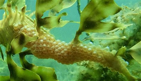 나뭇잎해룡leafy Seadragon Phycodurus Eques