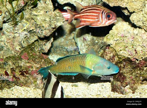 Daisy Parrotfish Scarus Sordidus Or Chlorurus Sordidus Is A Marine