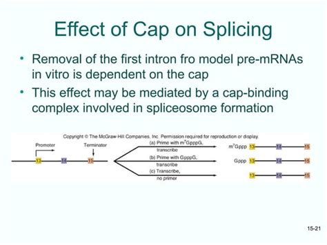 Mrna Transcript Sythesis From Dna Templetppt