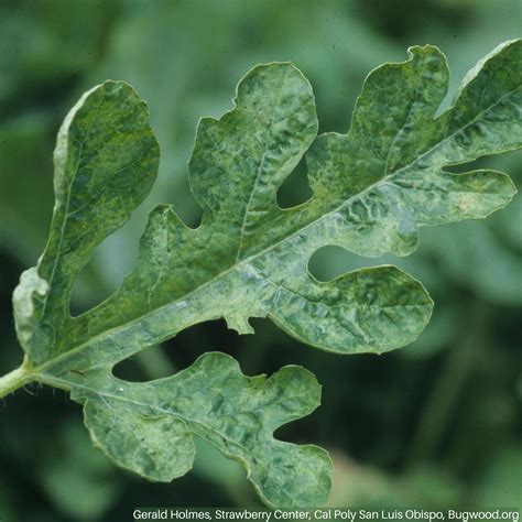 Watermelon Mosaic Virus Usu
