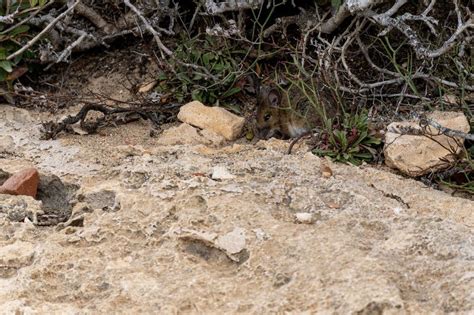 Small Brown Mouse Hiding Among Rocks And Vegetation Stock Image Image