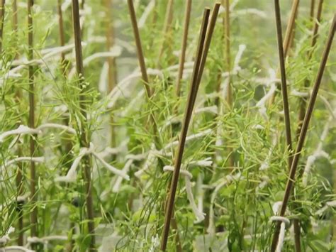 Video Fluorescence Microscopy Screening And Next Generation Sequencing