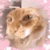  Y Z Serii Silly Cat Tenor