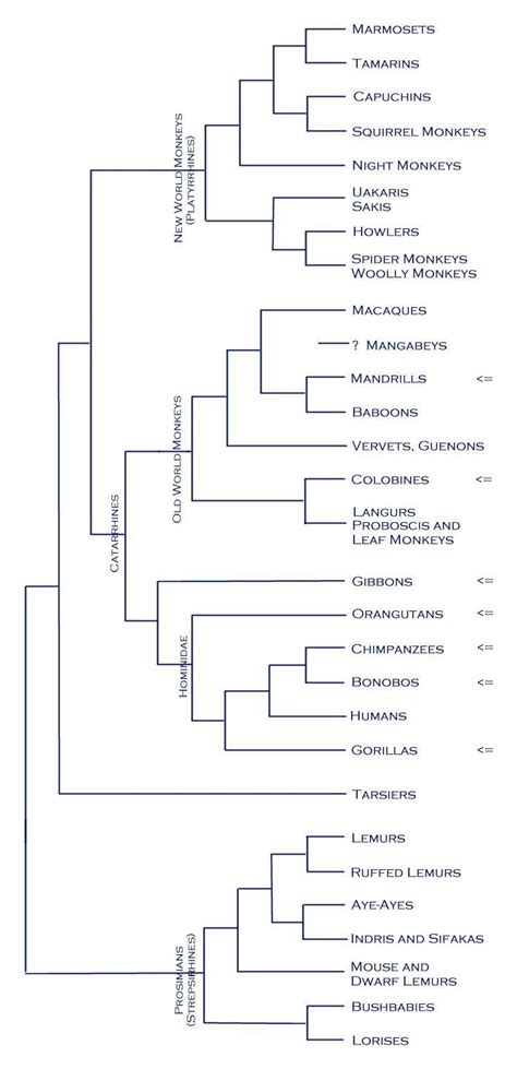 Simple Primate Phylogeny