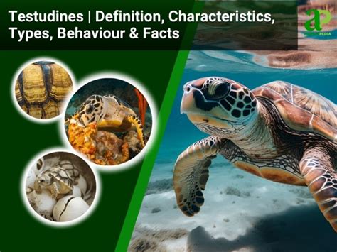 Testudines Definition Characteristics Types Behaviour And Facts
